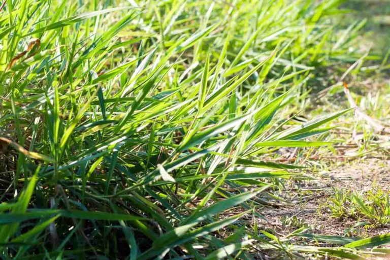 Brachiaria: Principais Espécies e Como Fazer o Manejo?