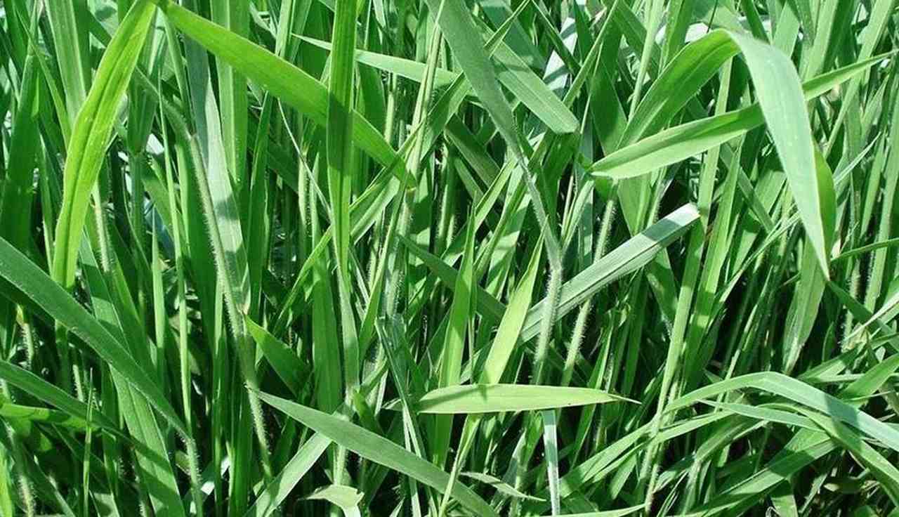 Brachiaria: Principais Espécies e Como Fazer o Manejo?