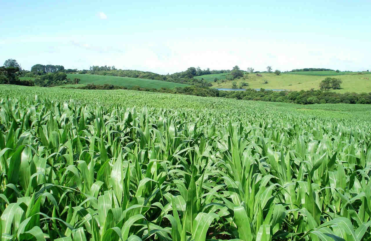 Brachiaria: Principais Espécies e Como Fazer o Manejo?