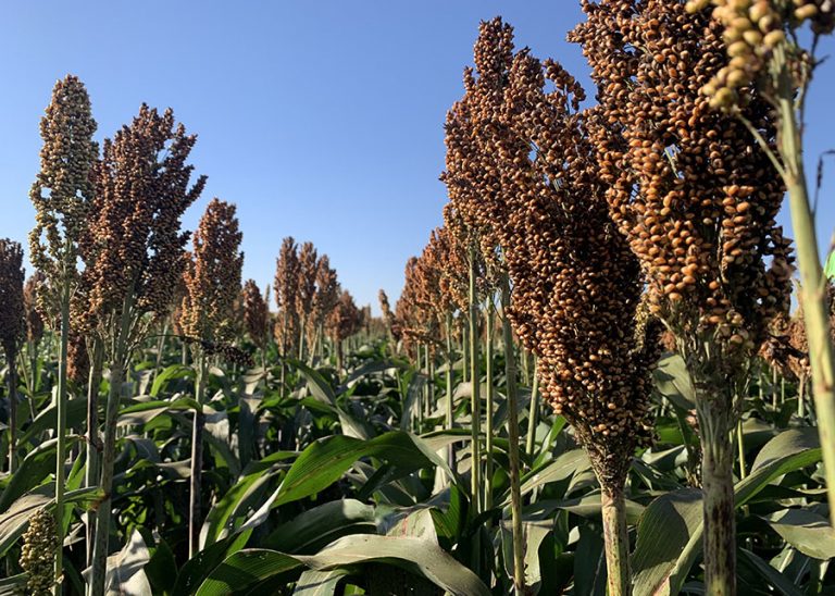 Sorgo: Entenda O Que É E Para Que Serve Essa Cultura